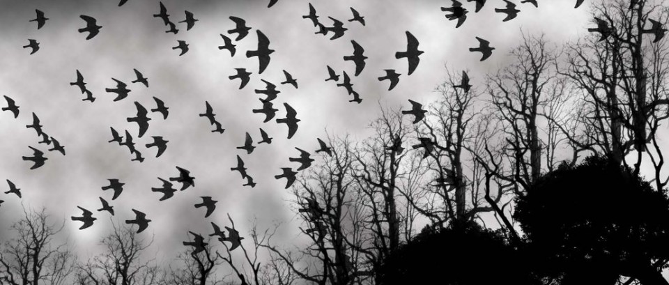 The Fantasy Crow trilogy